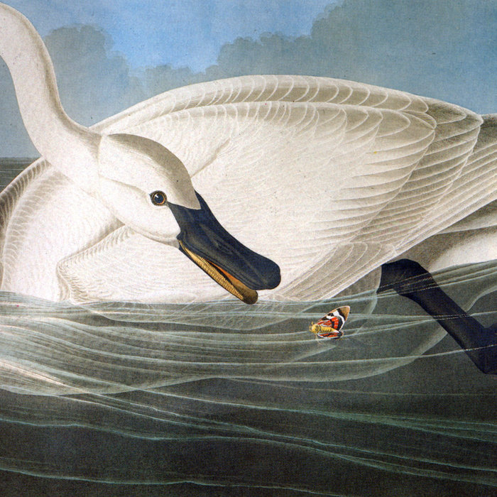 Swan - Hamsa | Kaitlyn Aurelia Smith