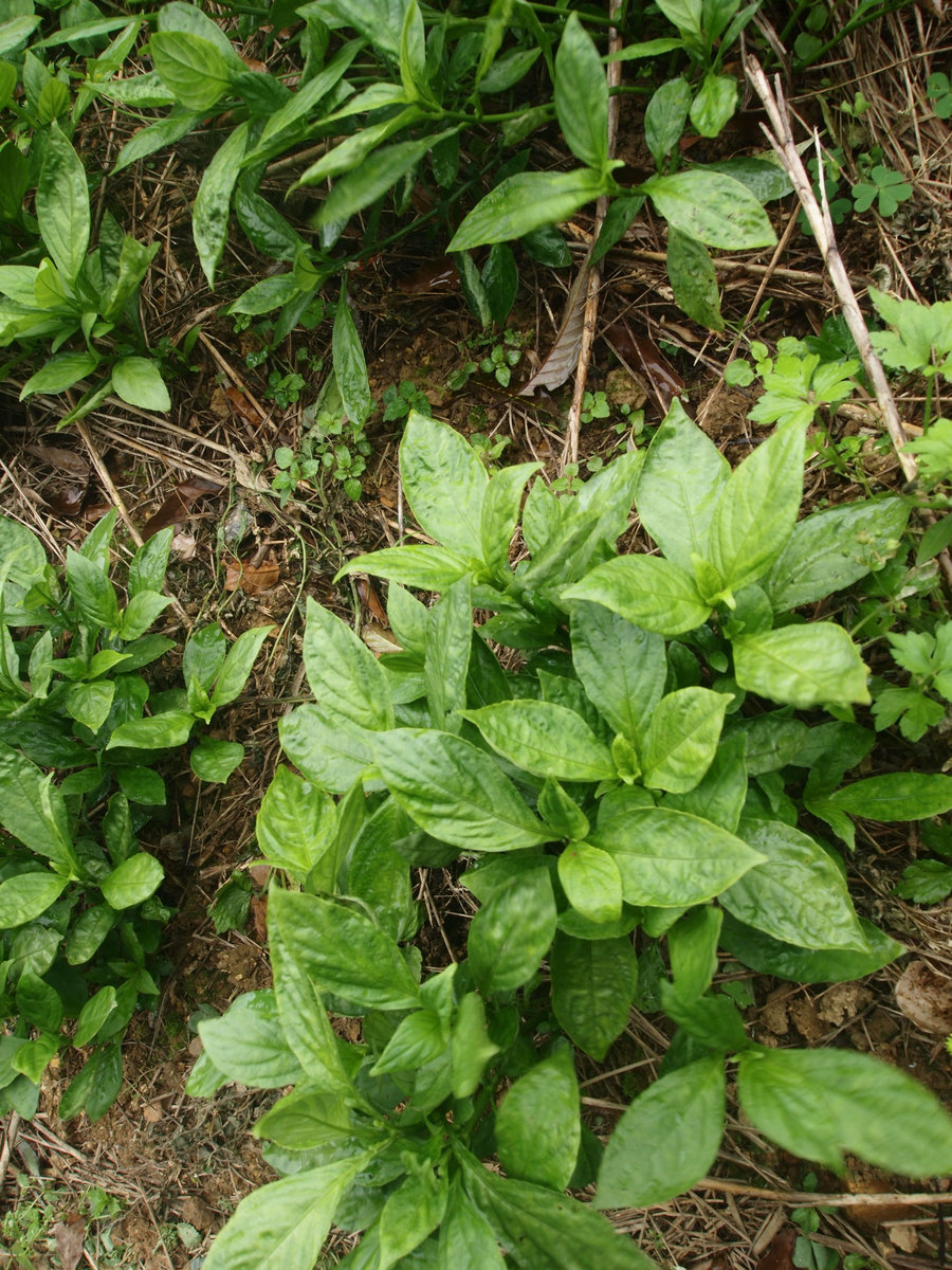 strobilanthes cusia | sawadii | SAWADII