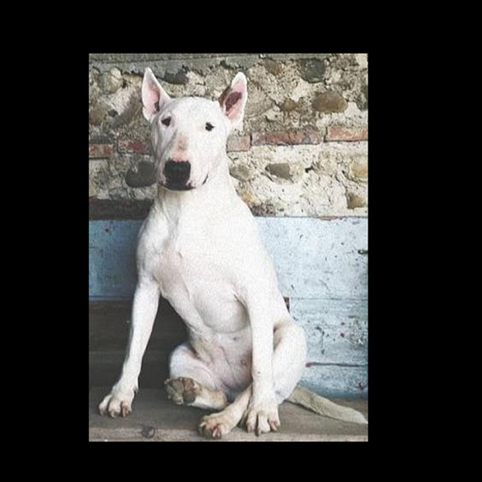 What Breed Of Dog Is Chico From Next Friday