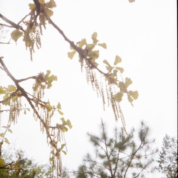 June Ambiance | Chris Legg