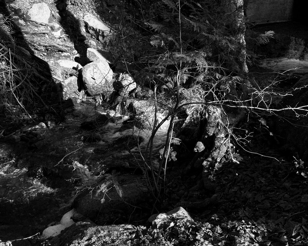 Birds in my yard | Fred Nunkun