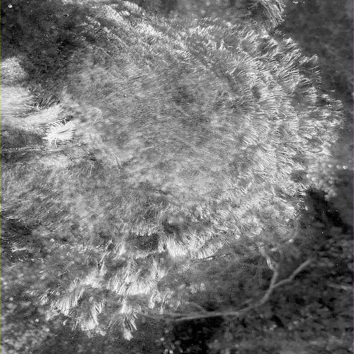 Burning with Gold | Niko Karlsson | breathsunboneblood