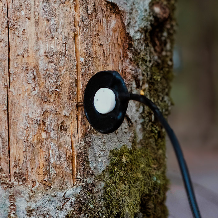 Sounds of Tree - France (Vol.1) | CHASSEUR DE SONS