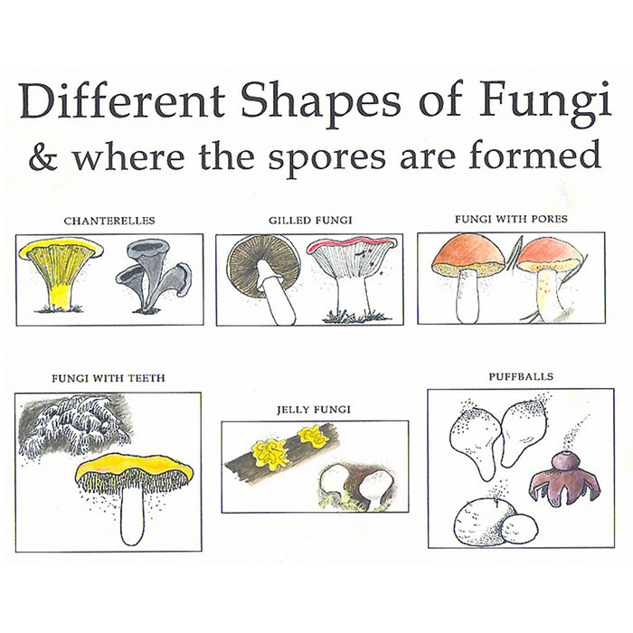 Different Shapes of Fungi & Where the Spores Are Formed | Various ...