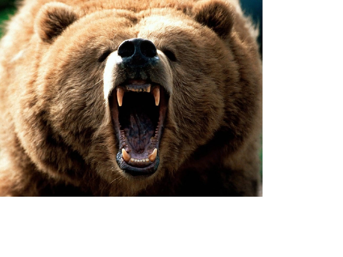 Grizzly | Jerry Wissel, Andy Vitek, Brian Costanzo & Jim Wells | Bake ...