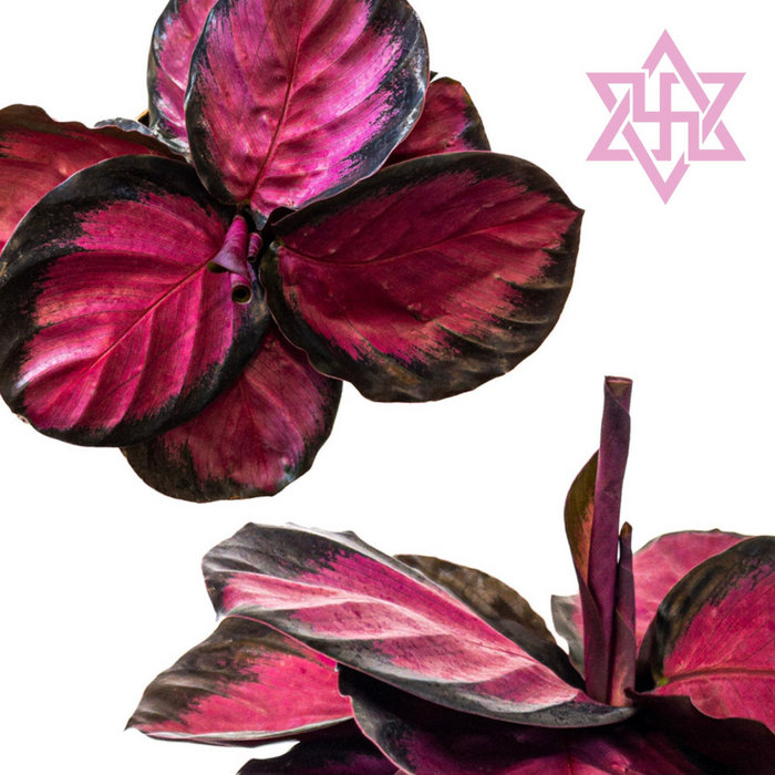 No Luhv Calathea | TWANÉ