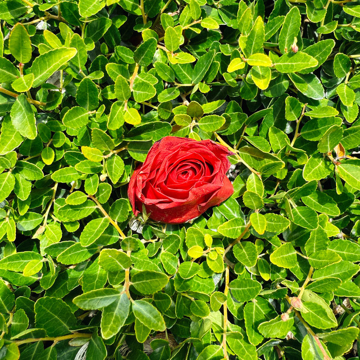 Coming Down from the Mountain | FYR FYTR, James Kerridge | FYR FYTR