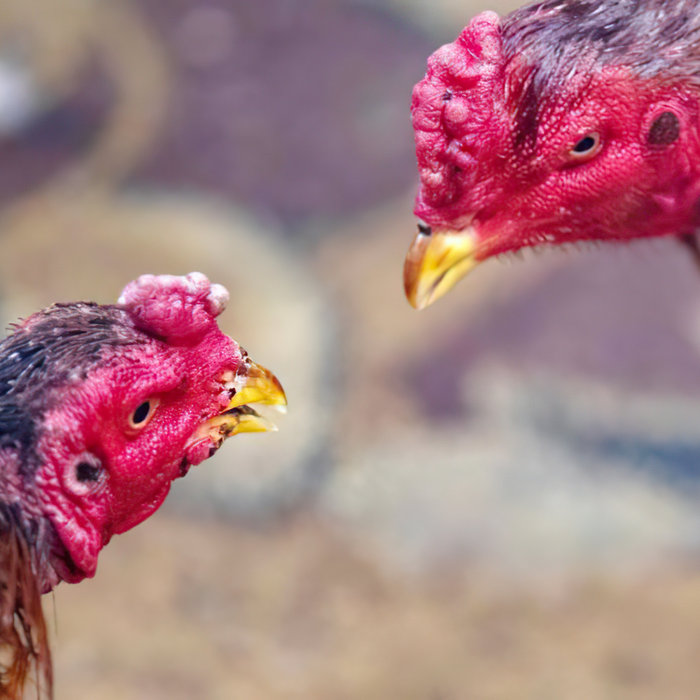 Nhận ngay ưu đãi khi tham gia đá gà Gemwin | Tô Văn Diện