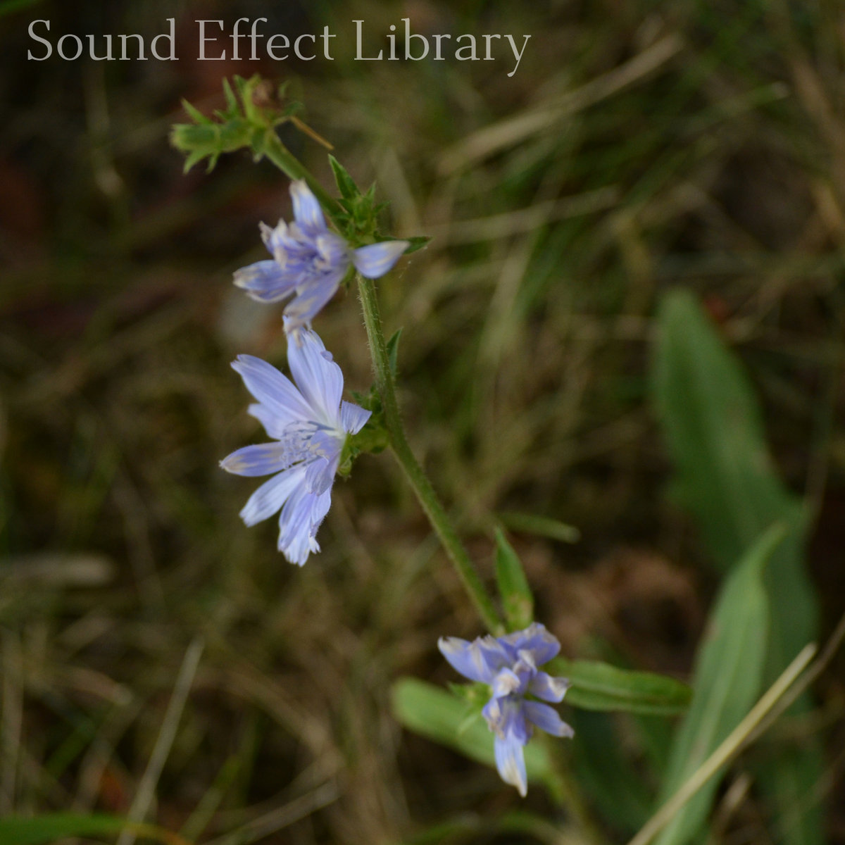 Sound Effect Library | JJK