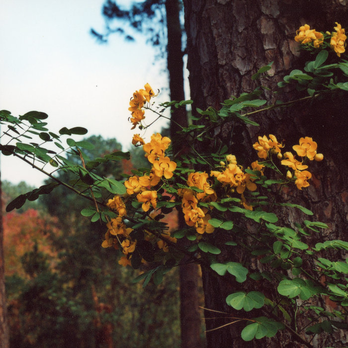 Ww (Versions) | Other Nothing