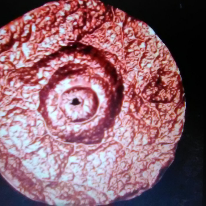 owowo | Image Over Being