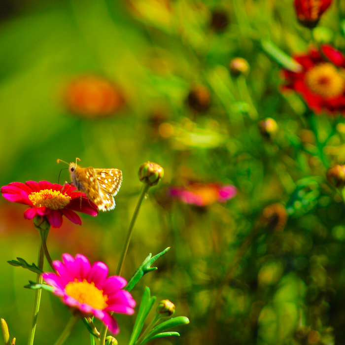 El patio es mi selva | Jorge González & Colombina Parra | JORGE ...