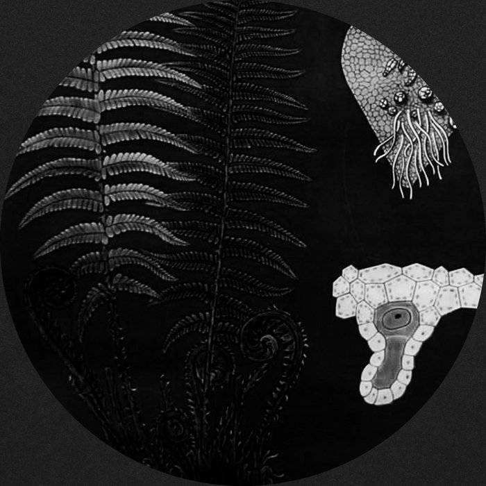 CNR019 | Carl Neuberg