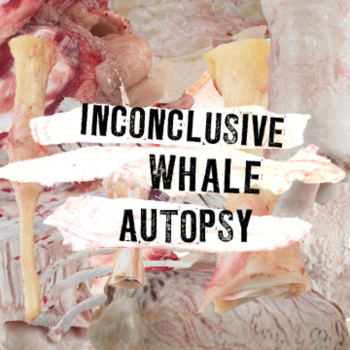 Inconclusive Whale Autopsy | Inconclusive Whale Autopsy | Immigrant ...
