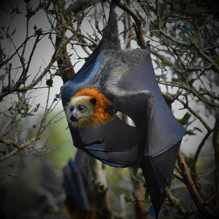 Flying Foxes In Centennial Park | Tay Hikes