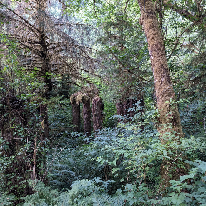 woods music | Jonathan Brodsky