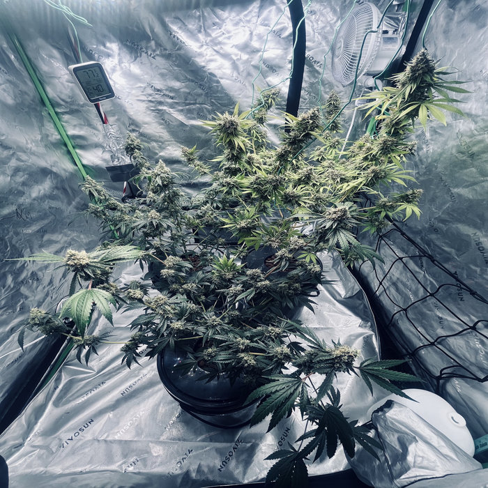 Cheddar Baby X C.A.D. | Chedda Baby