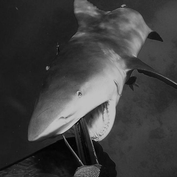 A Shark Appeared On the Shore With a Spear Under Its Dorsal Fin | Veil ...