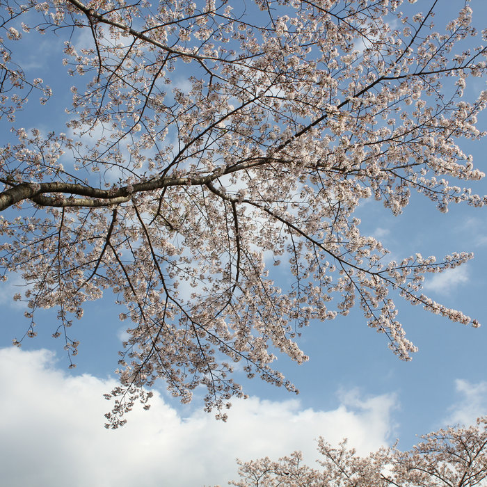 春の微睡 | k.TAMAYAN with Tackey | k.TAMAYAN