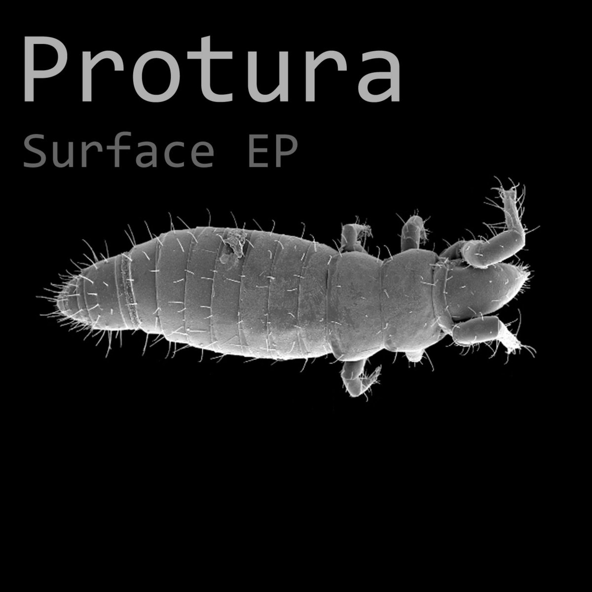 Protura