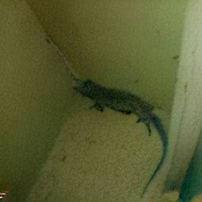 Primeval Dross | First Dog