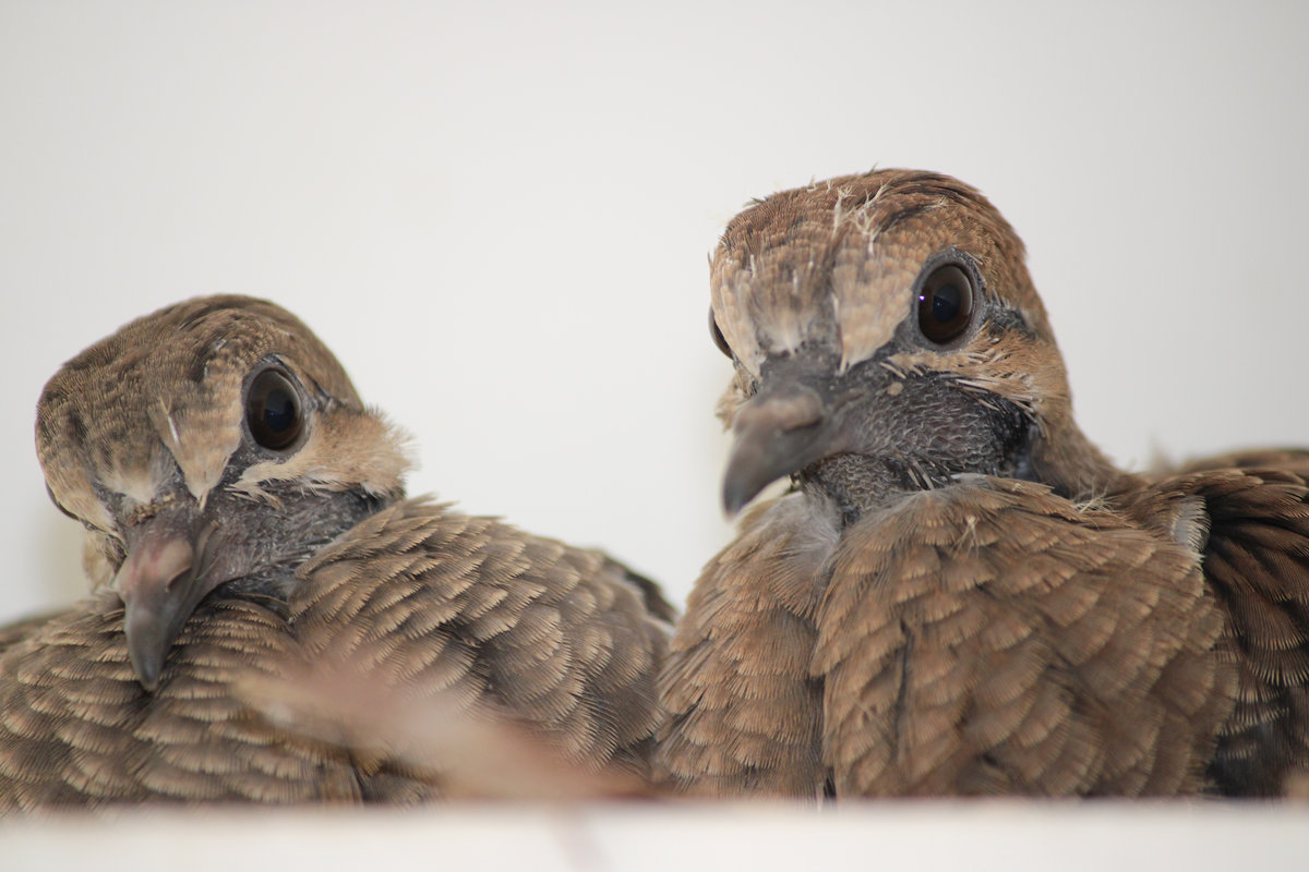 Bokonon | B.K. Ferris