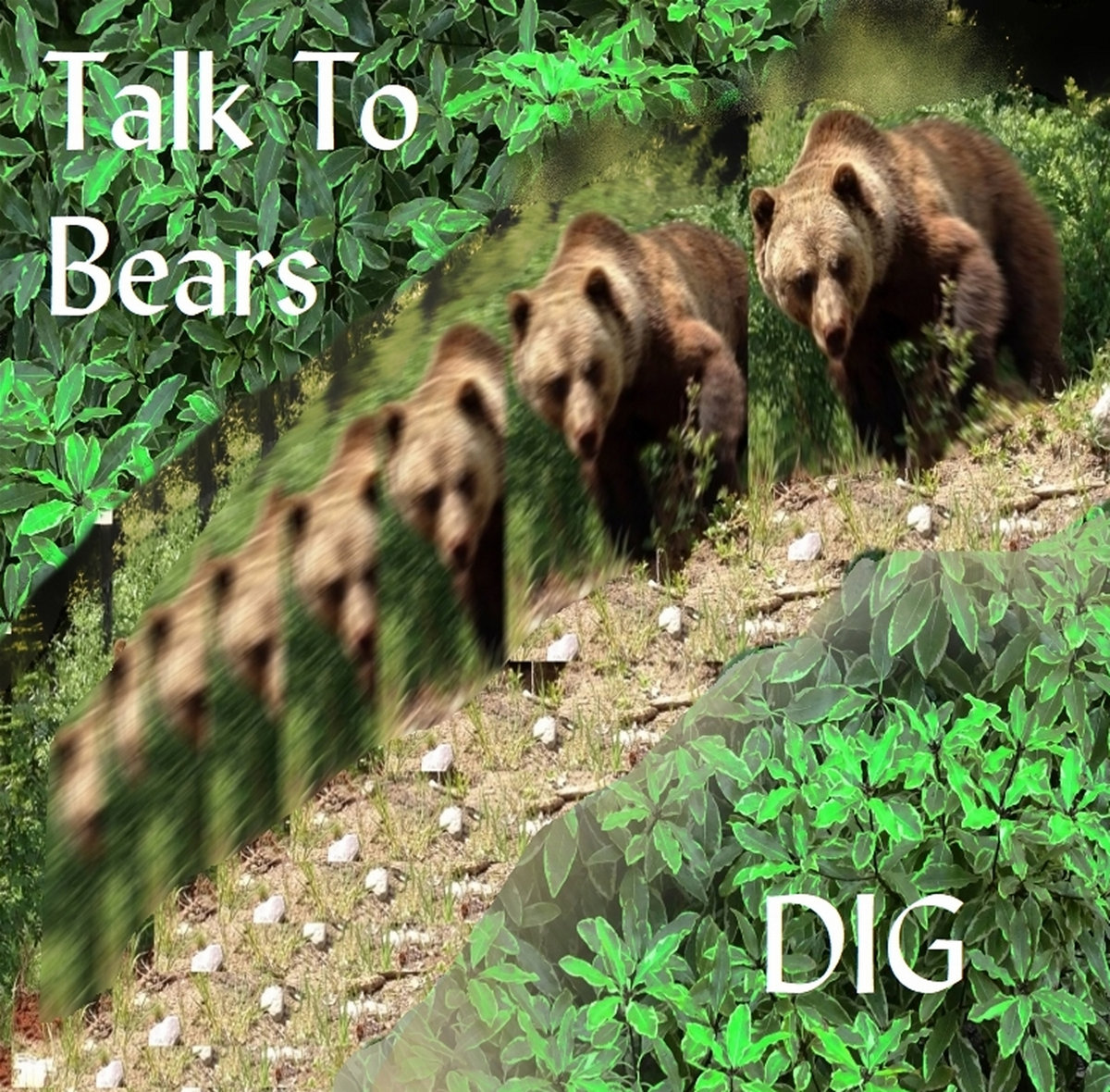 DIG | Talk To Bears