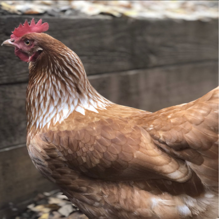 On Former Life | Cosmo Gallaro