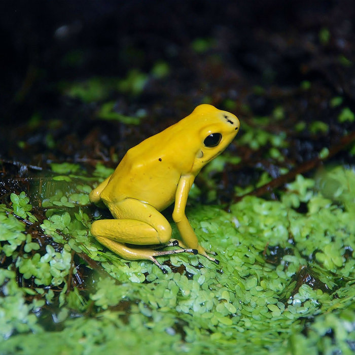Phyllobates terribilis | Forest of Frogs