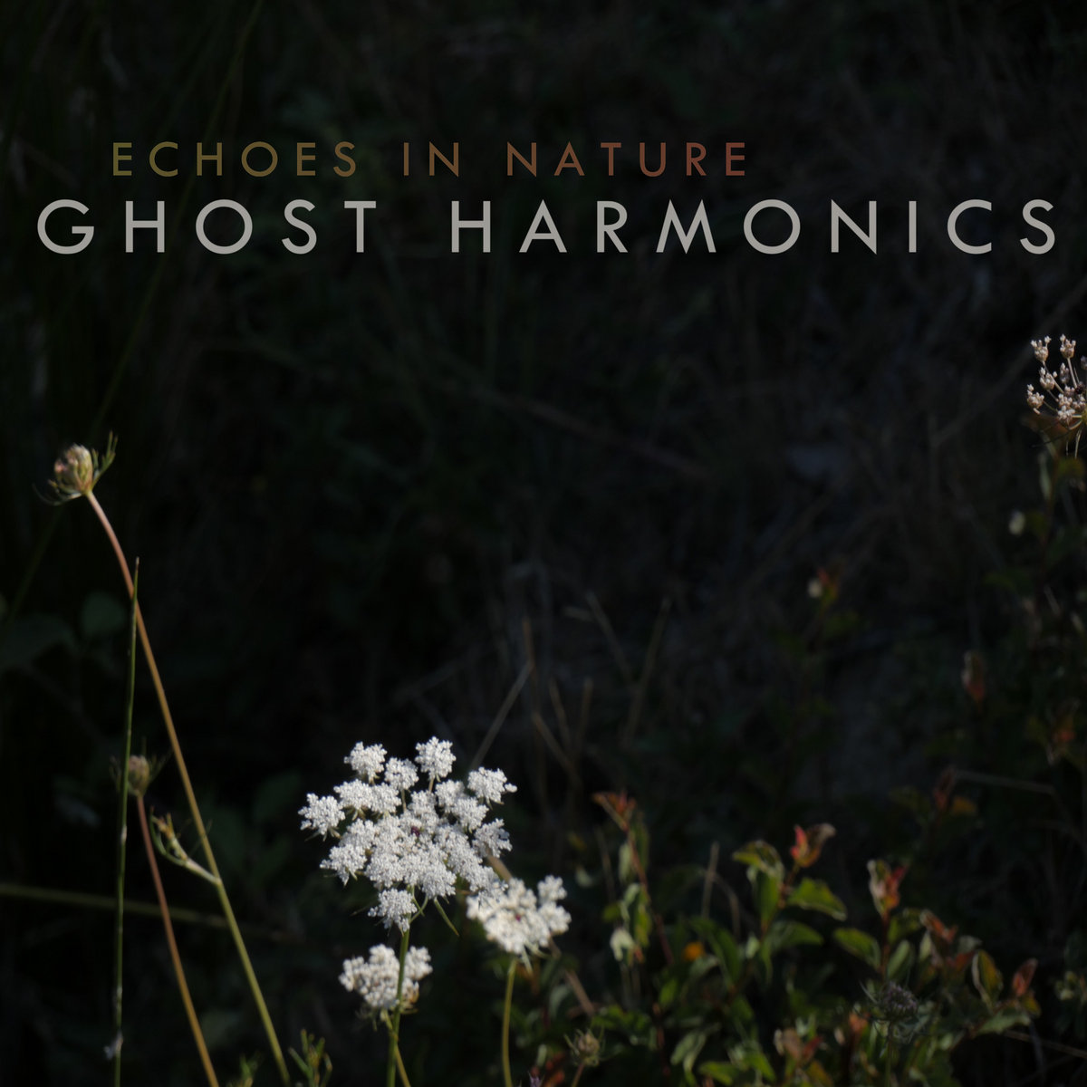 Echoes In Nature | Ghost Harmonics