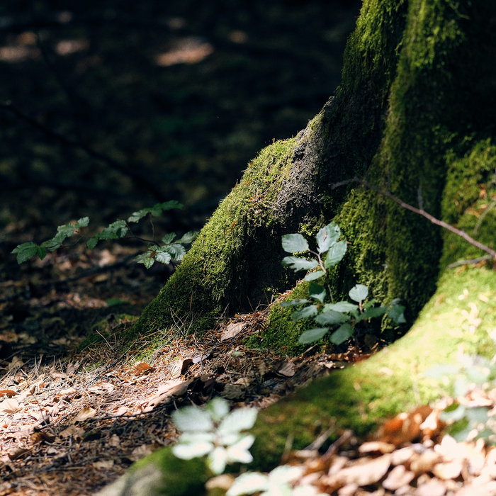 Quarantine Diaries | Gormless