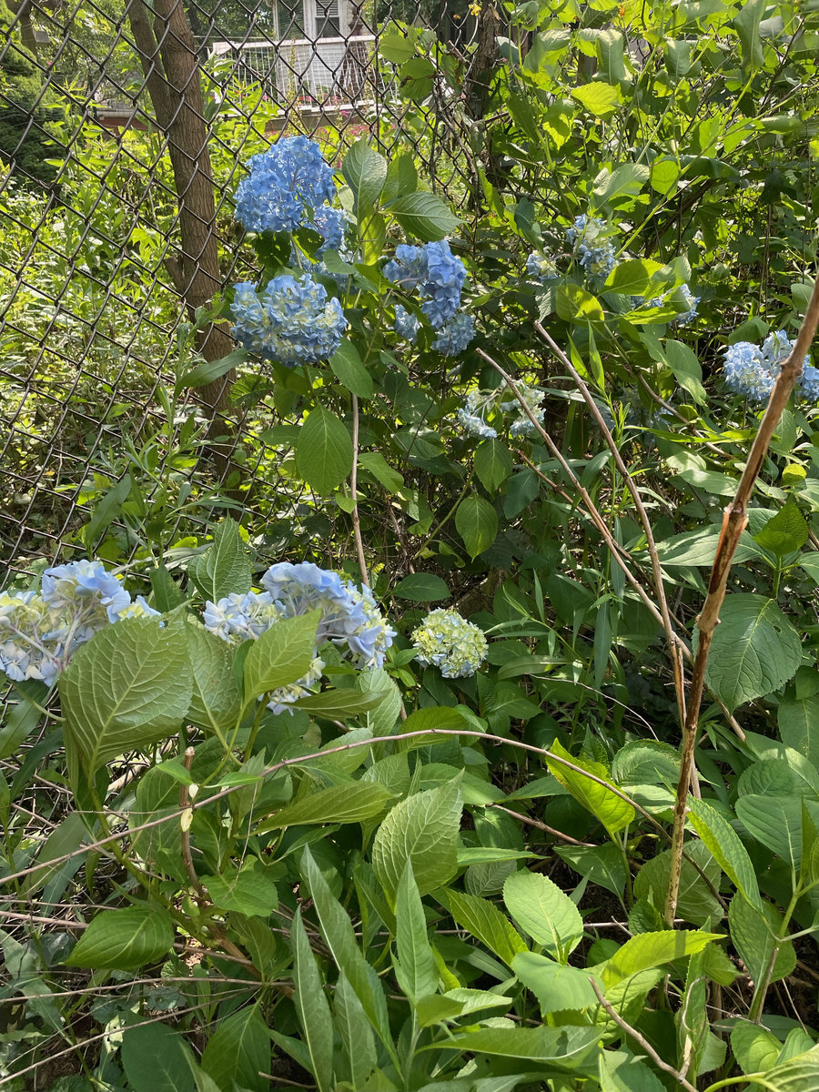 Farm Rehearsal | Alice Deville's Hard Drivers