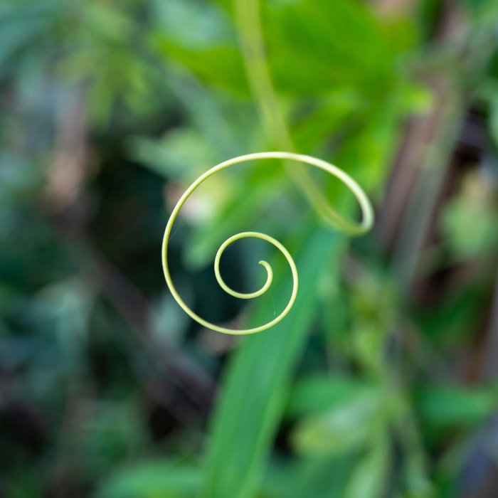 528 Hz Solfeggio Healing | Bliss Looper, Equanimous | Equanimous