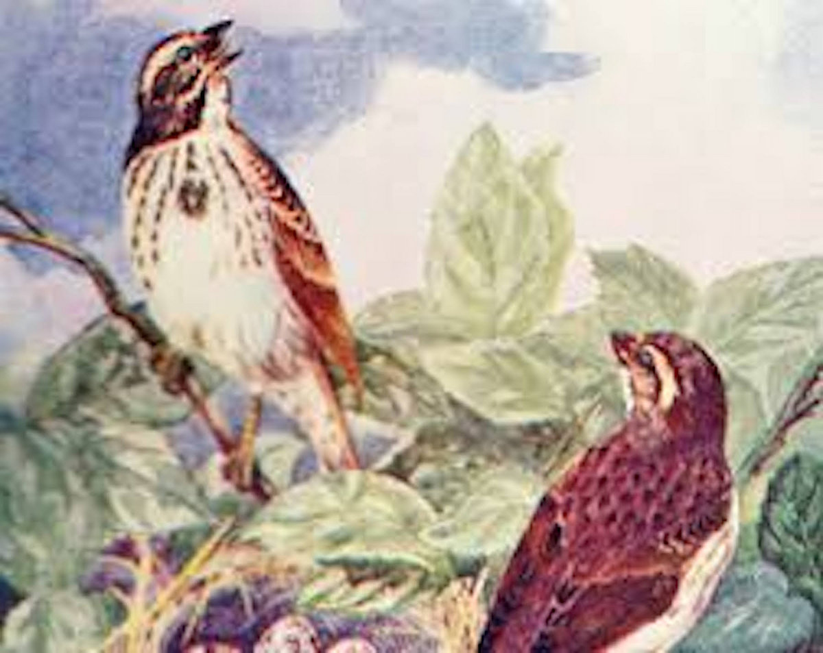 Listen | Meredith Buck | Band of Singers