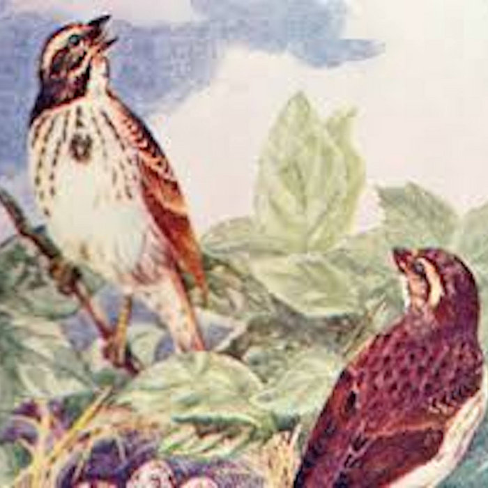 Listen | Meredith Buck | Band of Singers