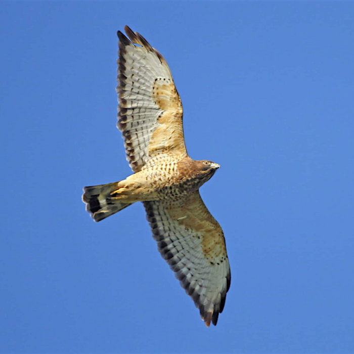 Hawk | Rainbow Halo Sun