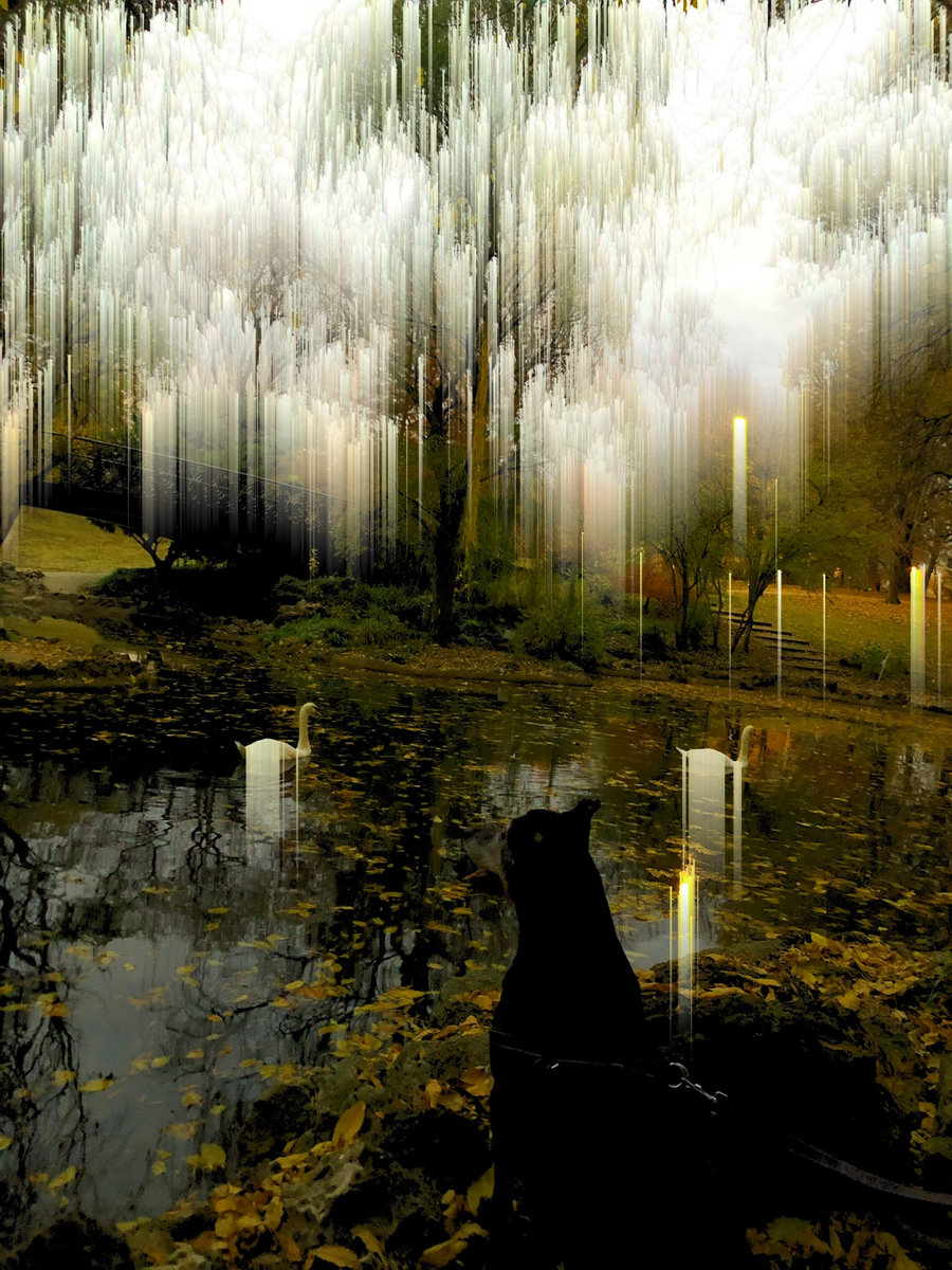 The Secret Afterlife of Plants | Ellen Hilton Cook