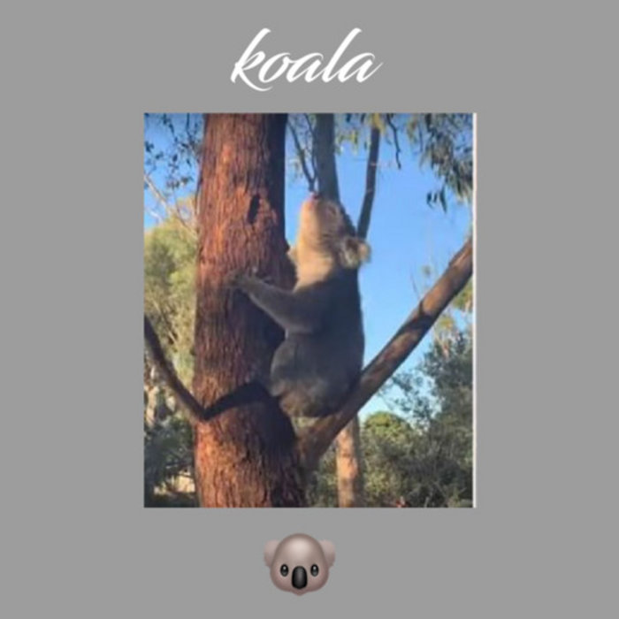 koala | how c
