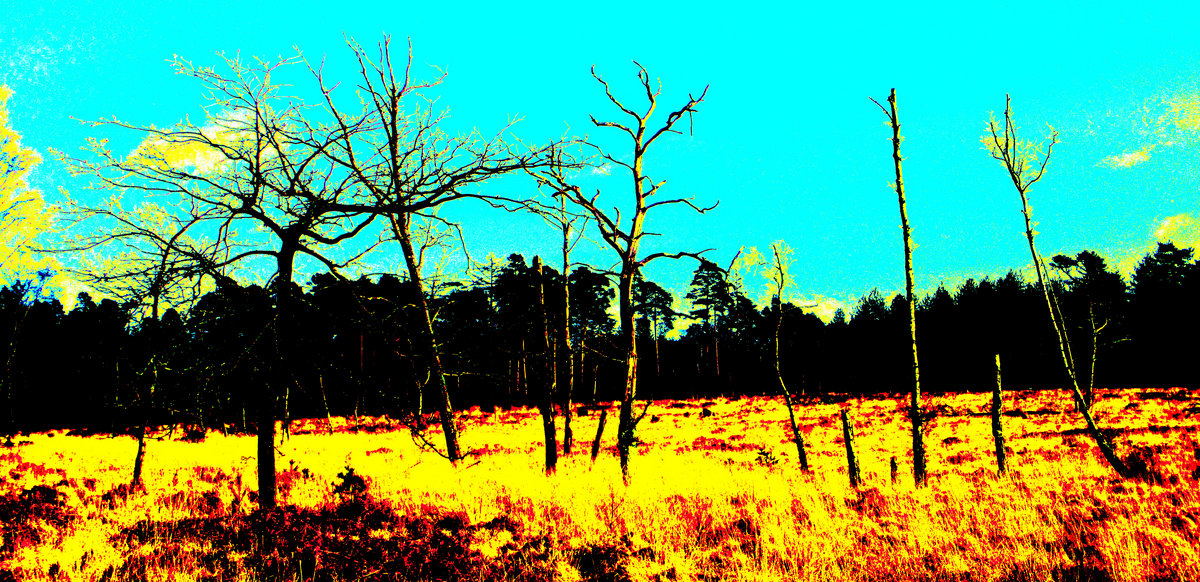 absurd england savanna | sonja berlin-jones