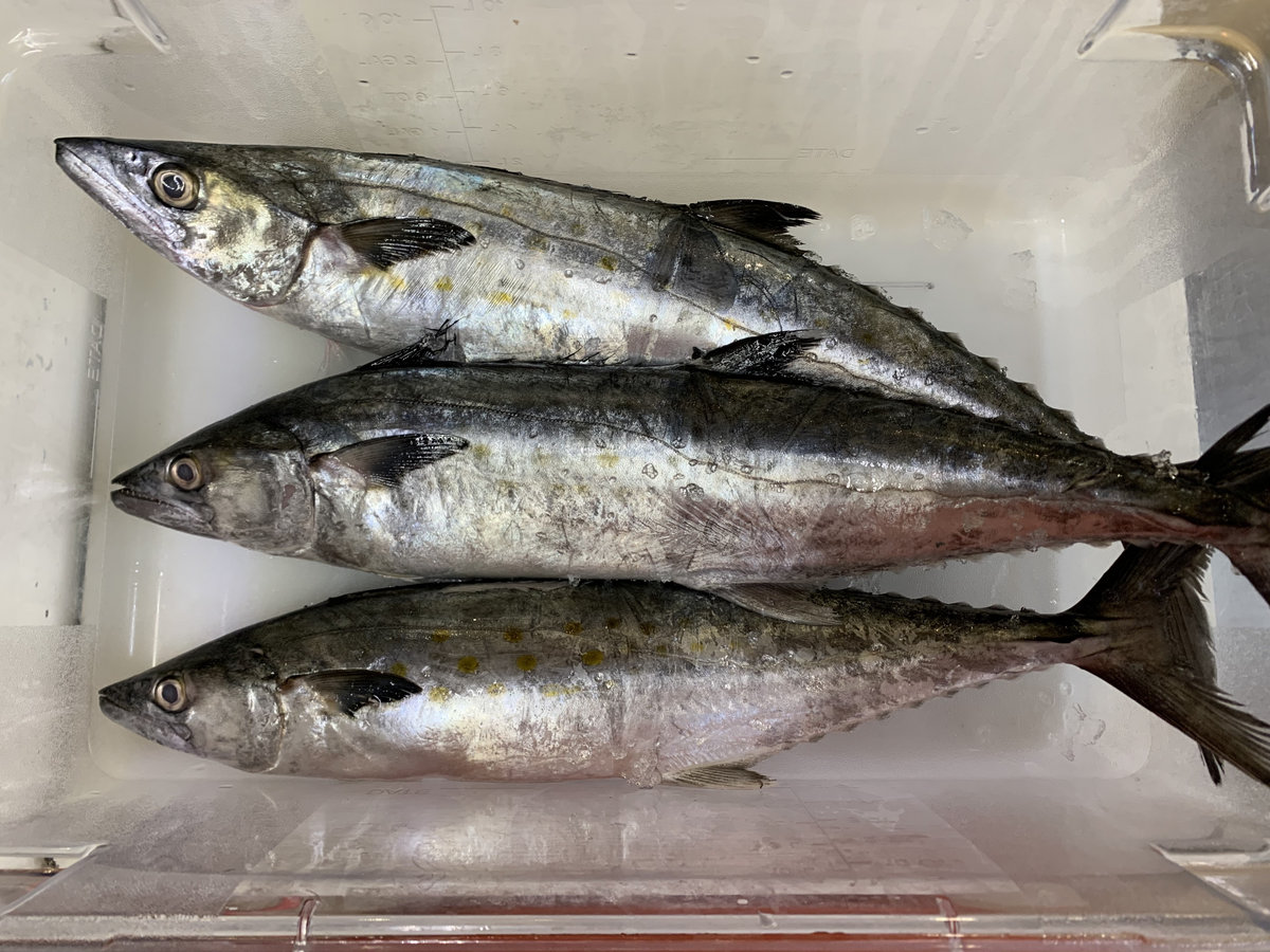 fresh fish vol. 8 | brenttg