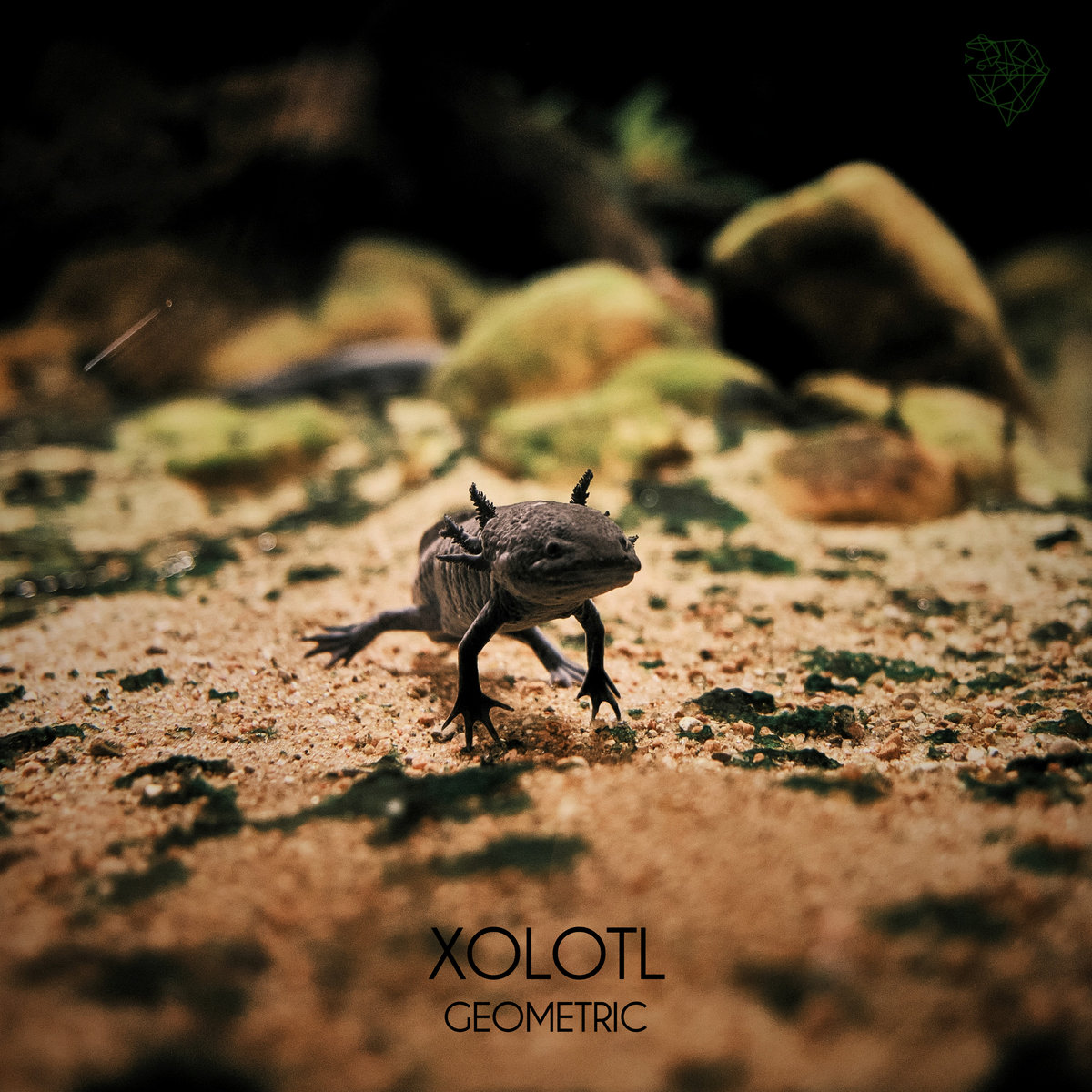 Xolotl [Ep] | GEOMETRIC | PERMAFROST / VISUAL MUSIC