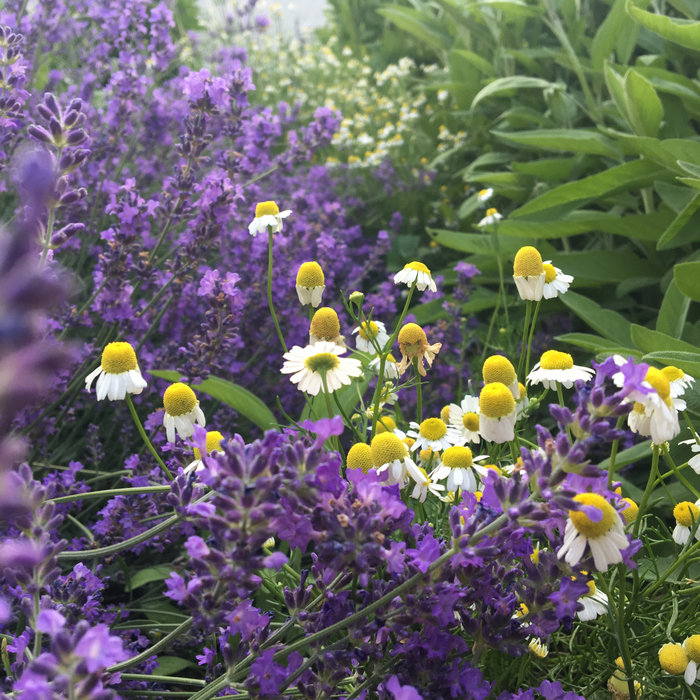 Muddy Roots | Tone Home