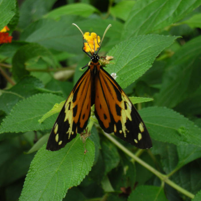 Laptop Love | Jesse Engel