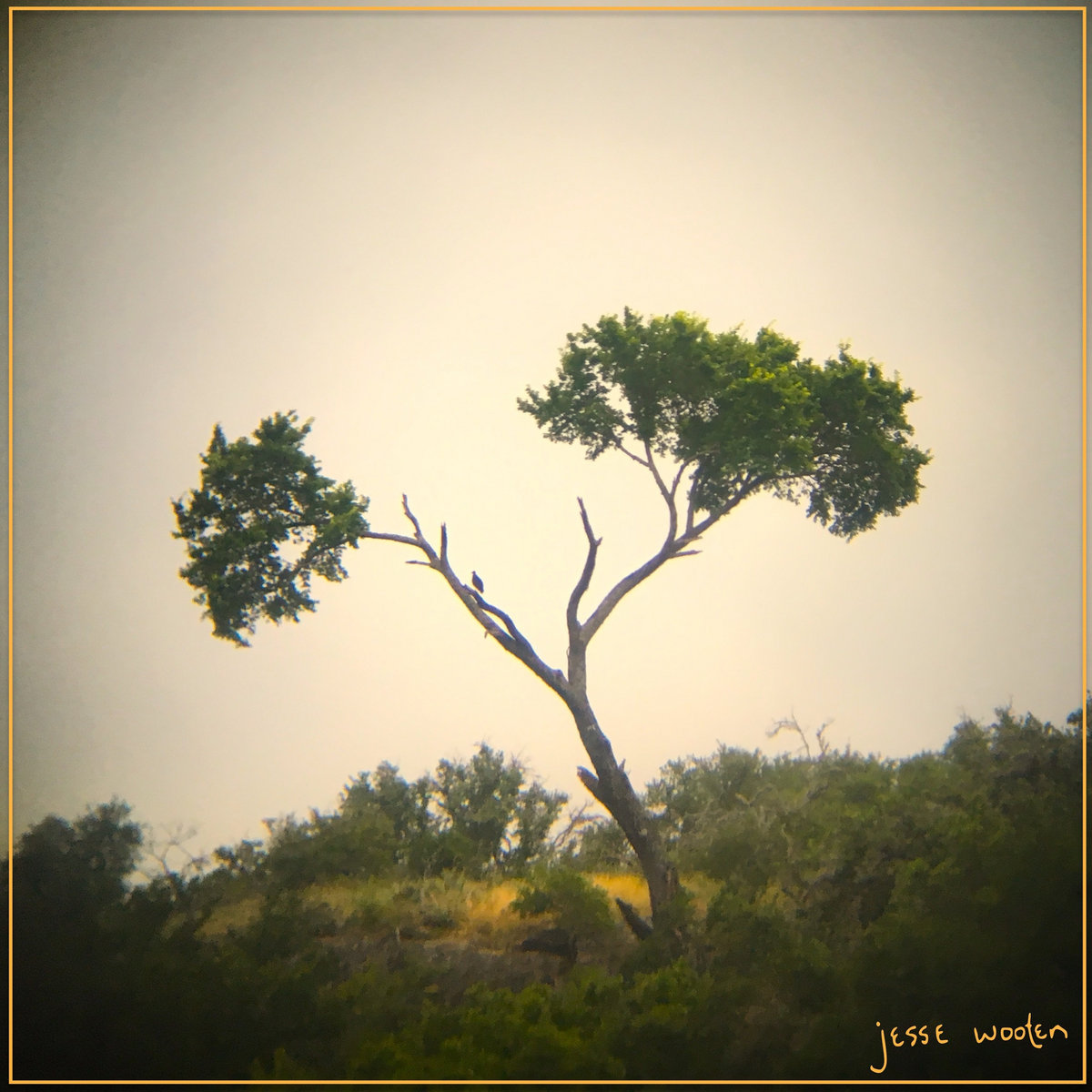 Turkey Vulture | Jesse Wooten