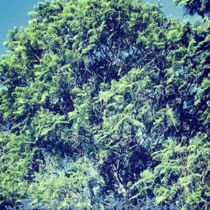I Know it's the Trees... | Q'uq'umatz
