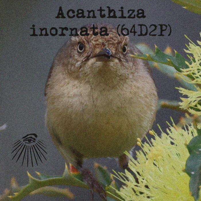 Acanthiza inornata | Bird Watcher | Catalogue of Life