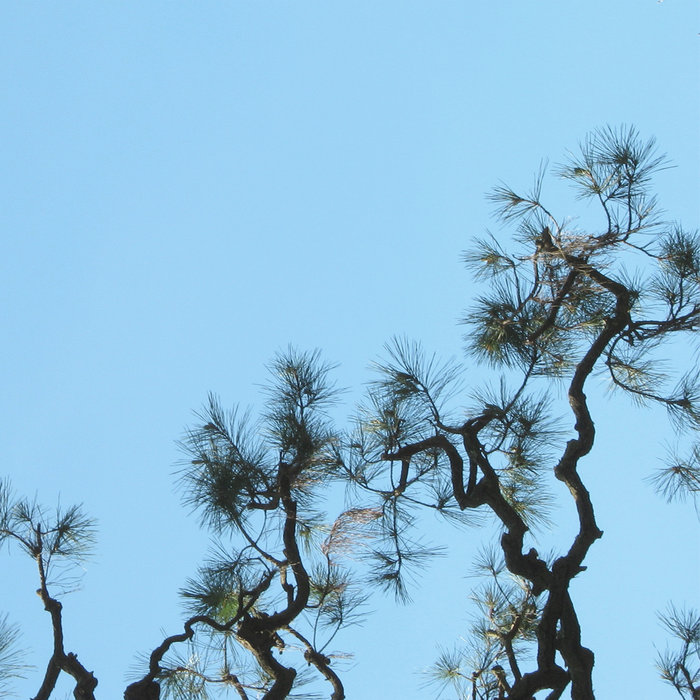 Burnt Monument | Burro | Bug Incision