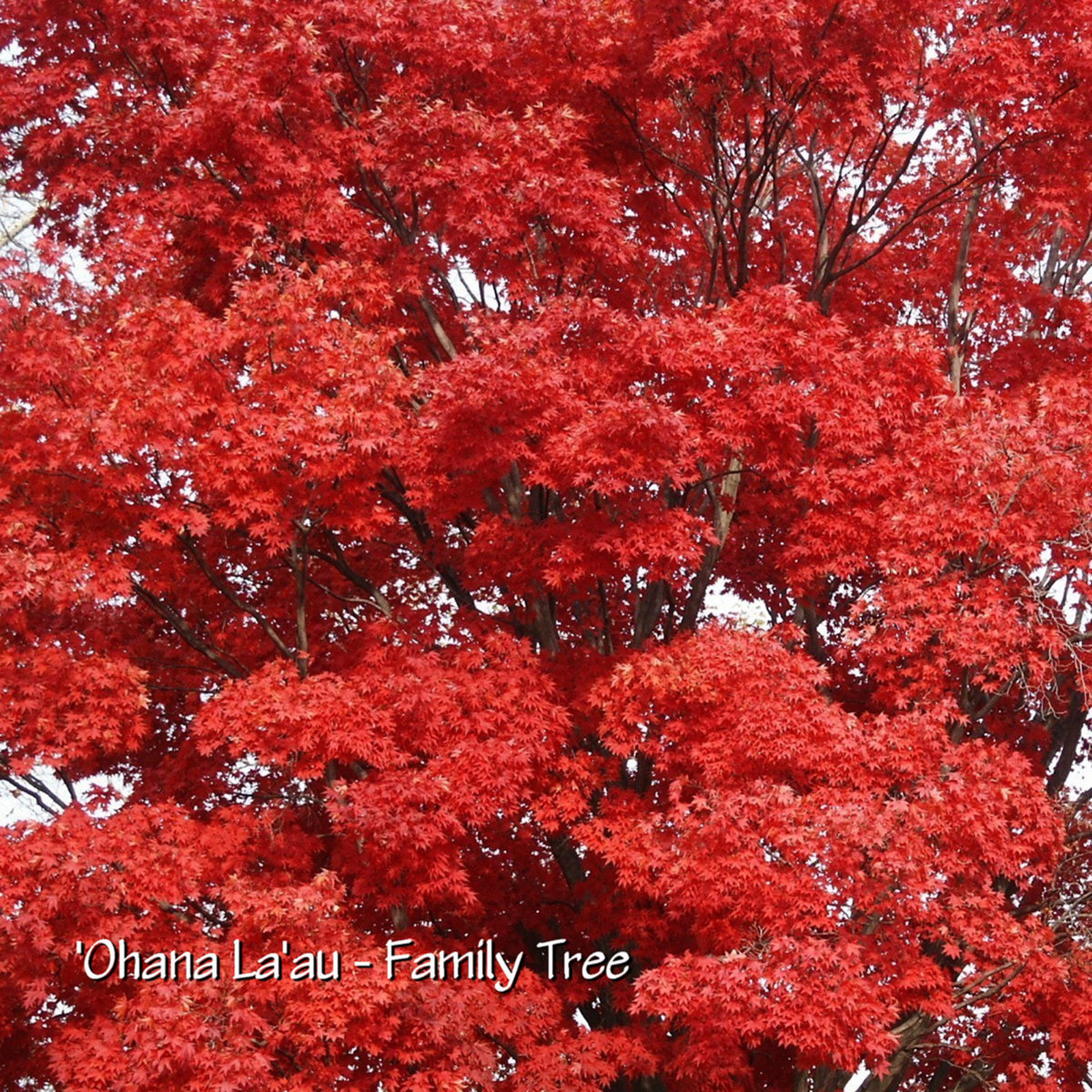'Ohana La'au - Family Tree | Ben Kaimana Diamond