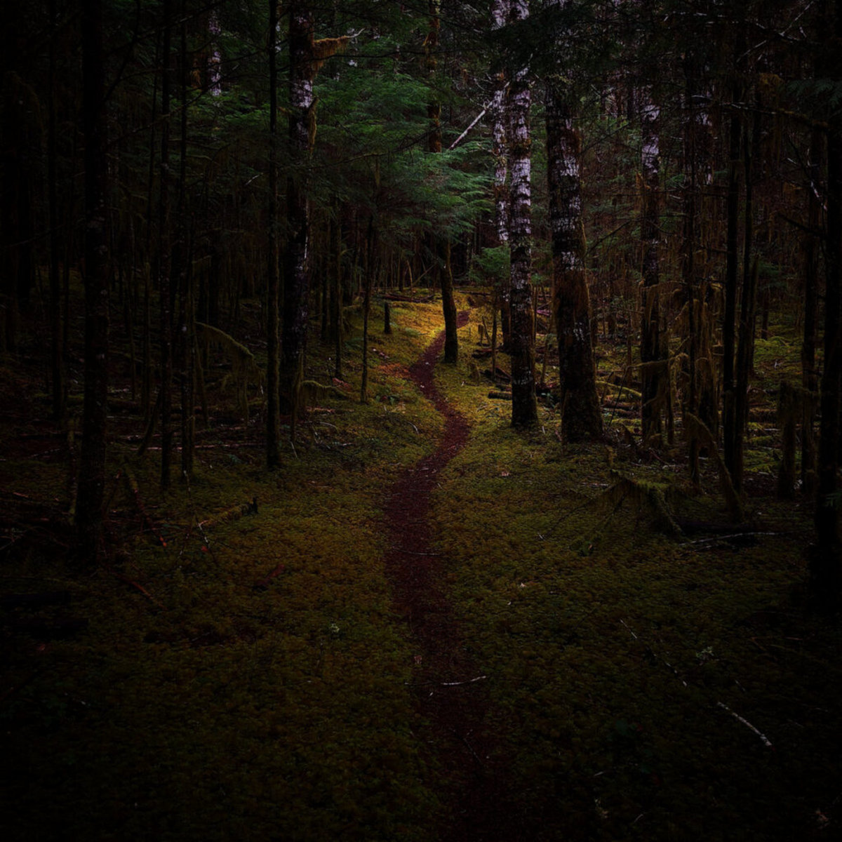 Forest Path Night