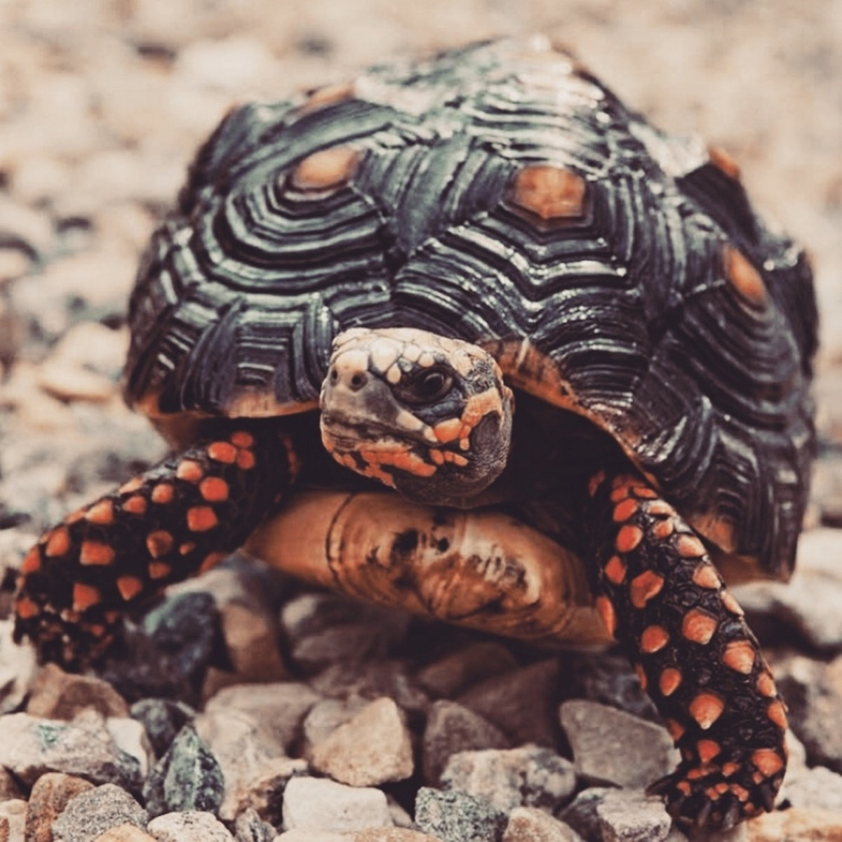 Tortoise Eating, Take Your Time | Barraco Barner